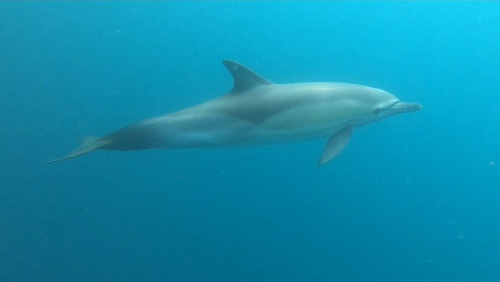 Institut Plavi svijet objavio: Samotni kratkokljuni obični dupini u Riječkom zaljevu i kod Raba ...