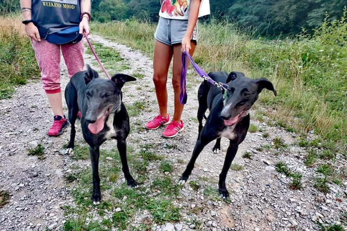 Riječki hrtovi – djeca vjetra i kraljevi kauča - Torpedo.media