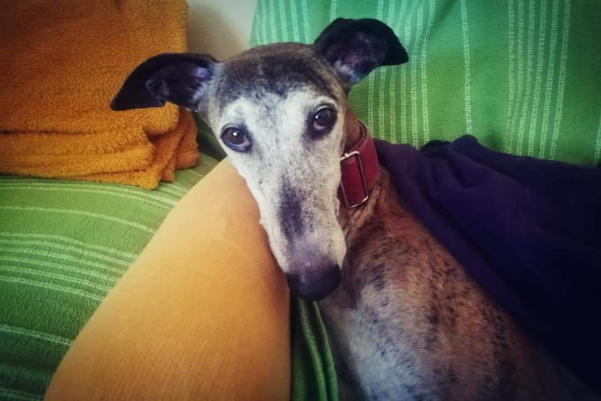 Riječki hrtovi – djeca vjetra i kraljevi kauča - Torpedo.media