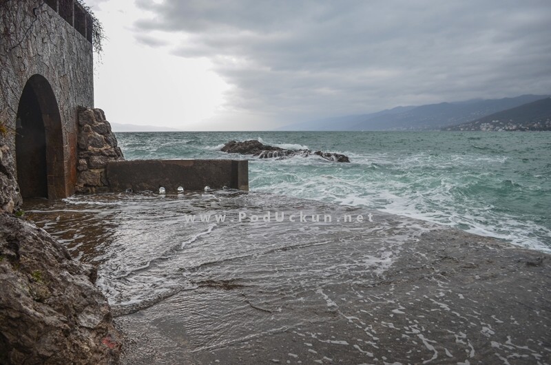 zuta kuca - Torpedo.media